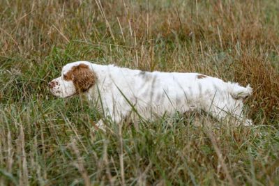 Clumber Spaniel Pictures - American Kennel Club