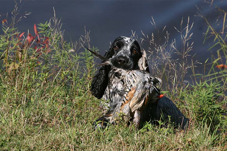 English Cocker Spaniel Dog Breed Information