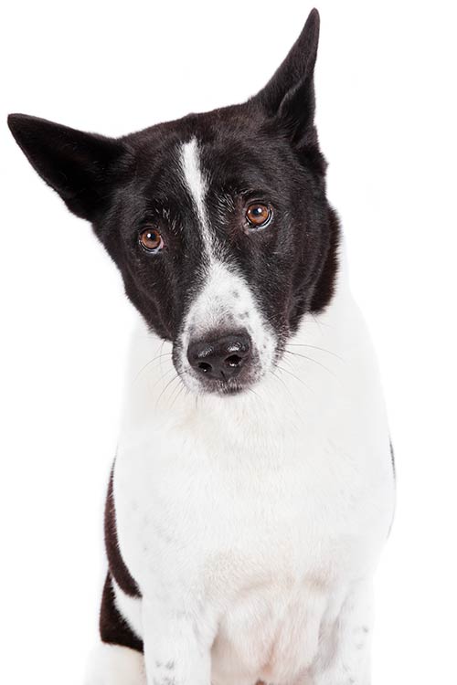 Canaan Dog Dog Breed Information