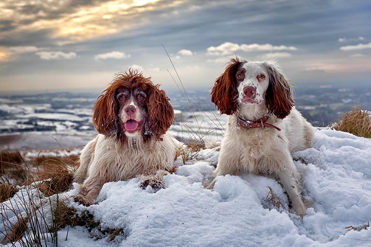 French Spaniel Dog Breed Information - American Kennel Club