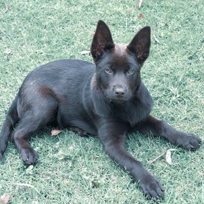 Australian Kelpie Dog Breed Information - American Kennel Club