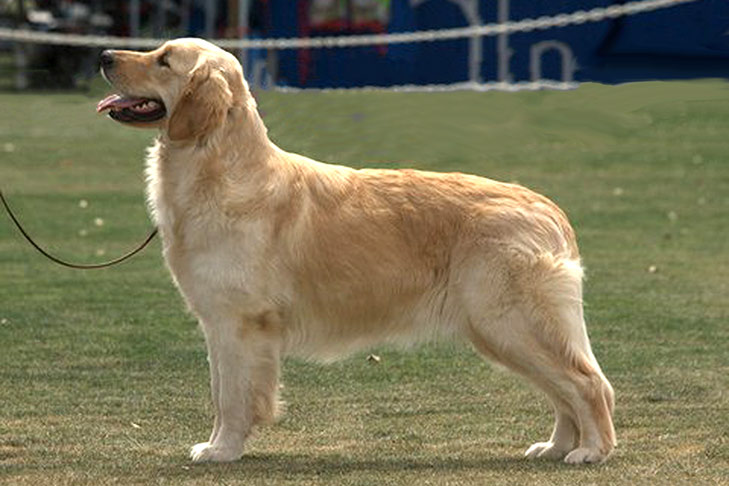 Golden Retriever Dog Breed Information