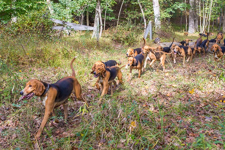 English Foxhound Dog Breed Information