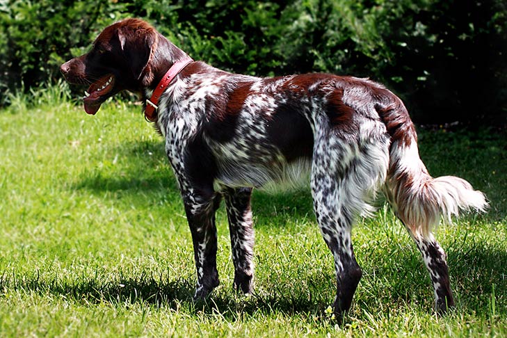 French Spaniel Dog Breed Information - American Kennel Club