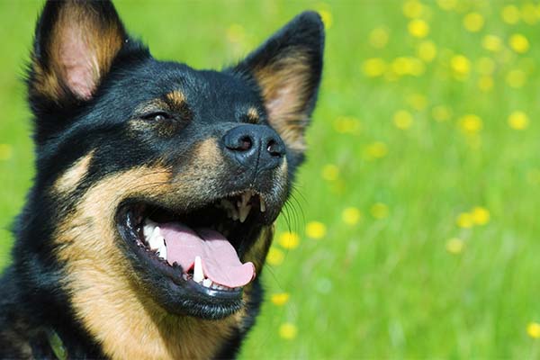 Lapponian Herder Pictures - American Kennel Club
