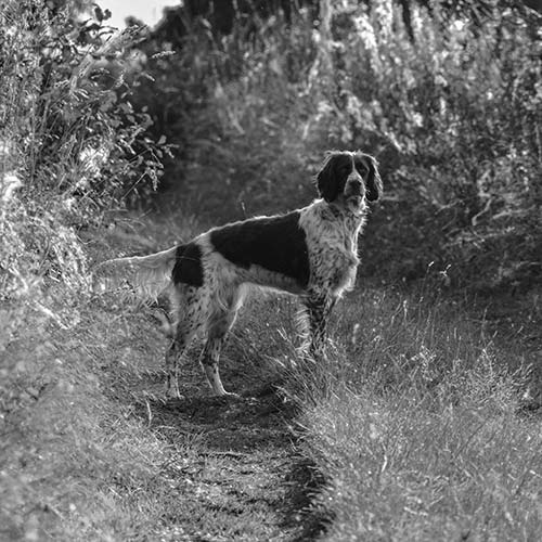 French Spaniel Dog Breed Information - American Kennel Club
