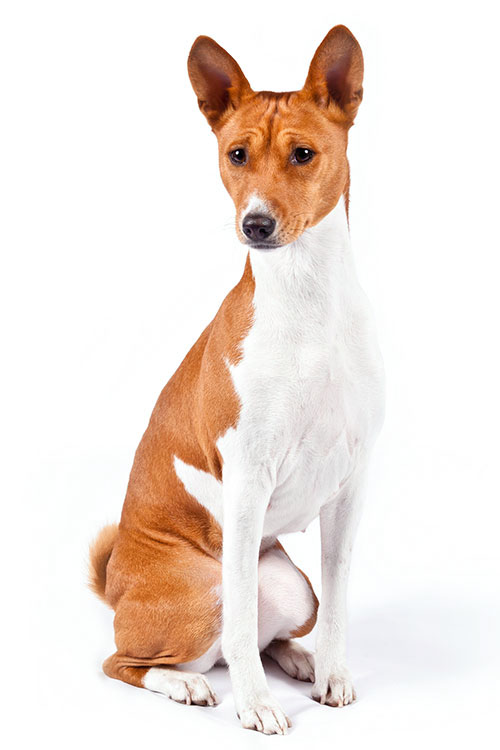 Basenji Dog Breed Information