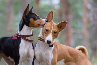 Basenji Pictures - American Kennel Club