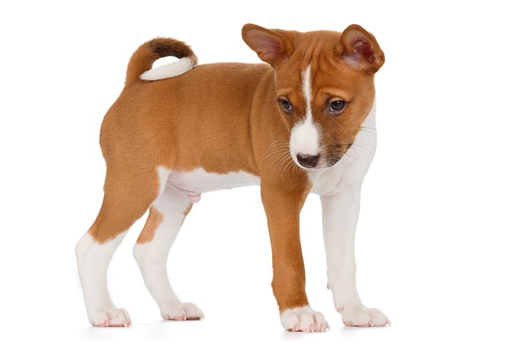 Basenji Dog Breed Information