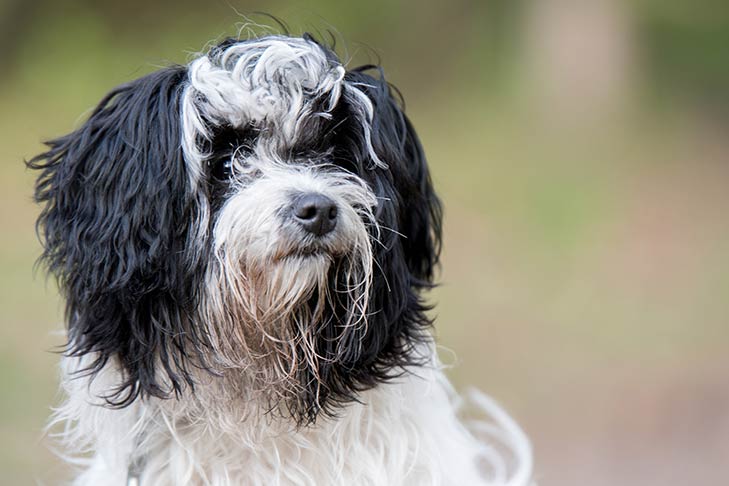 Russian Tsvetnaya Bolonka Dog Breed Information - American Kennel Club