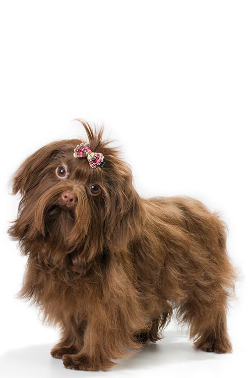 Russian Tsvetnaya Bolonka Dog Breed Information - American Kennel Club