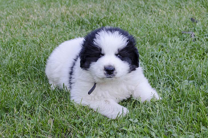 Tornjak Dog Breed Information - American Kennel Club