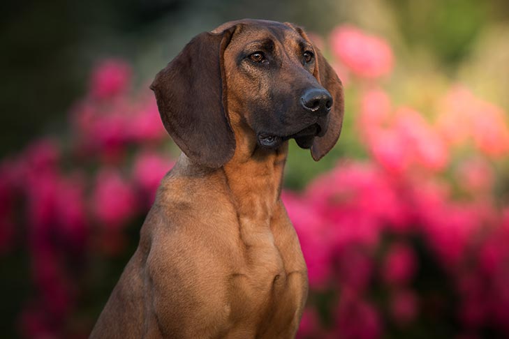 Hanoverian Scenthound Dog Breed Information - American Kennel Club