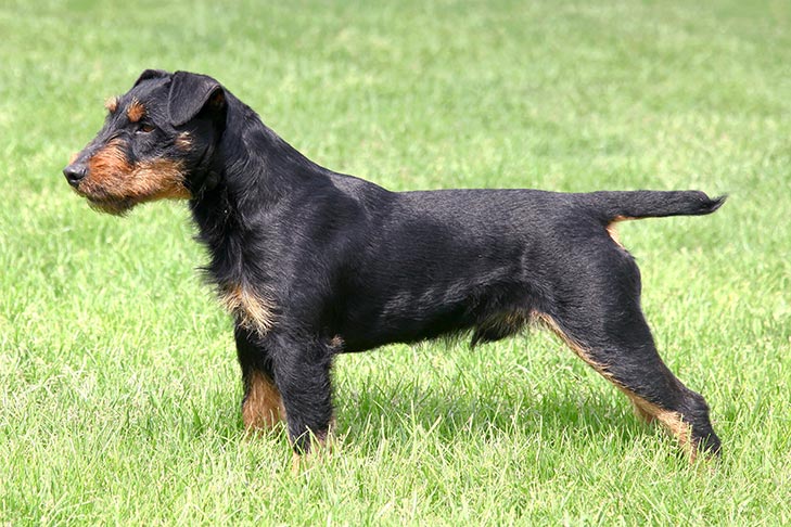 Jagdterrier Dog Breed Information - American Kennel Club
