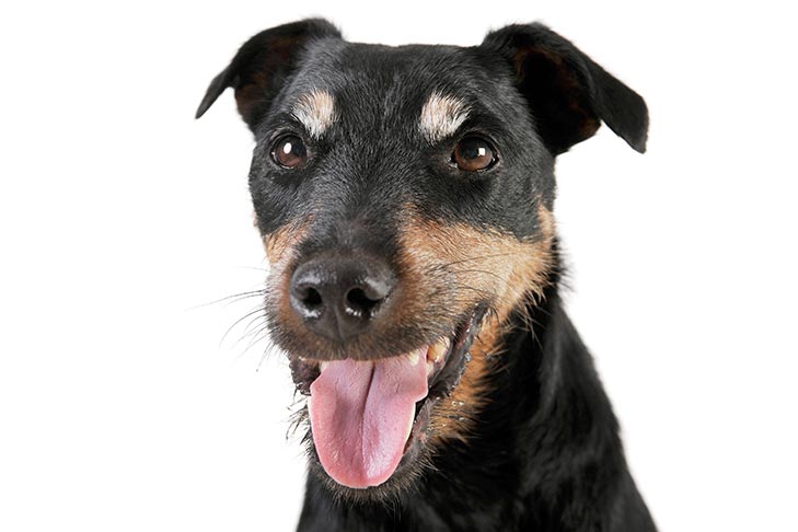 Jagdterrier Dog Breed Information - American Kennel Club