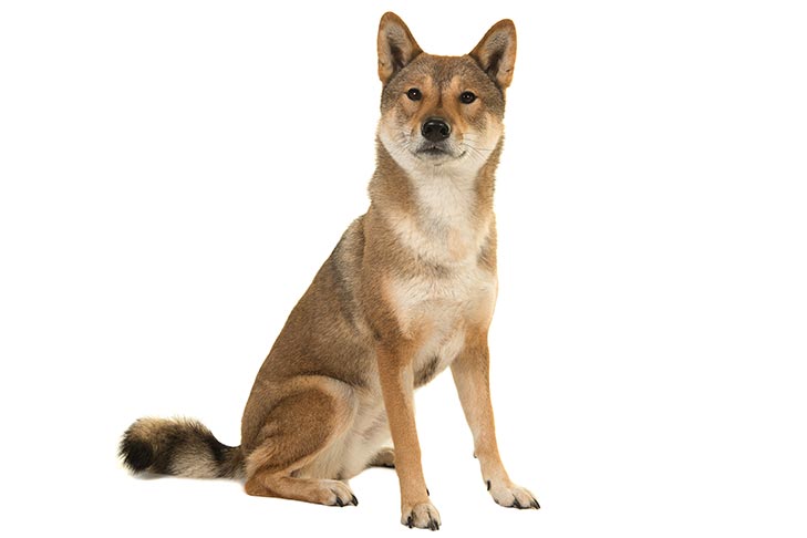 Shikoku Dog Breed Information - American Kennel Club