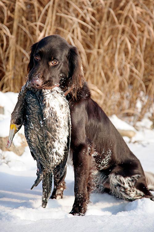 Small Munsterlander Pointer Dog Breed Information - American Kennel Club
