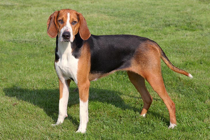 Hamiltonstovare Dog Breed Information - American Kennel Club
