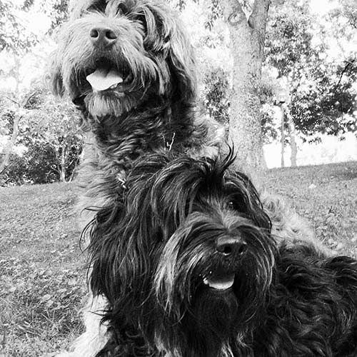 Portuguese Sheepdog Dog Breed Information - American Kennel Club