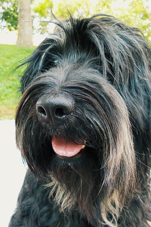 Portuguese Sheepdog Dog Breed Information - American Kennel Club