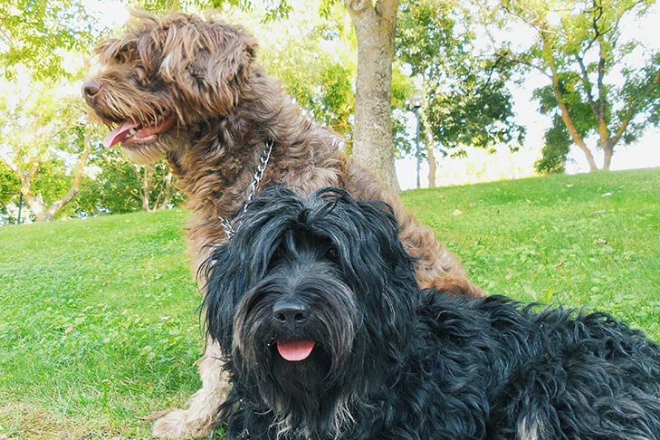 Portuguese Sheepdog Dog Breed Information - American Kennel Club