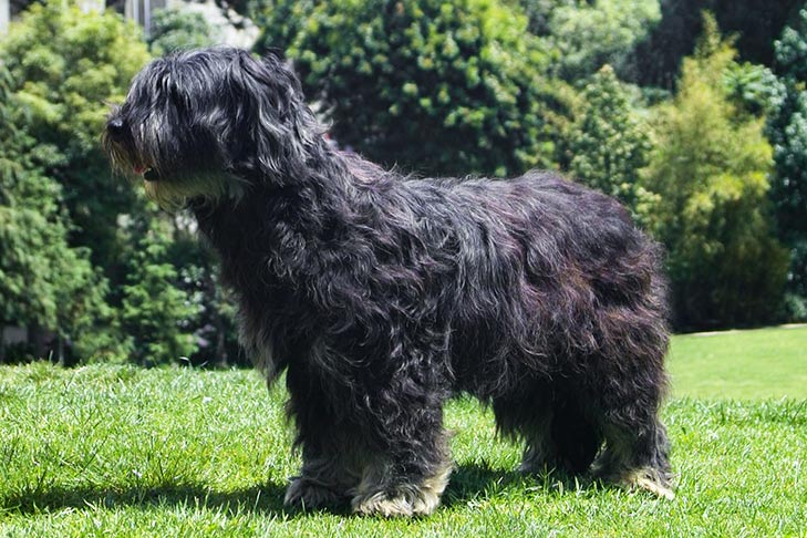Portuguese Sheepdog Dog Breed Information - American Kennel Club
