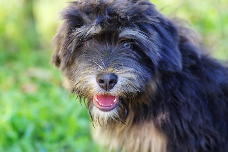 Portuguese Sheepdog Puppies For Sale - AKC PuppyFinder