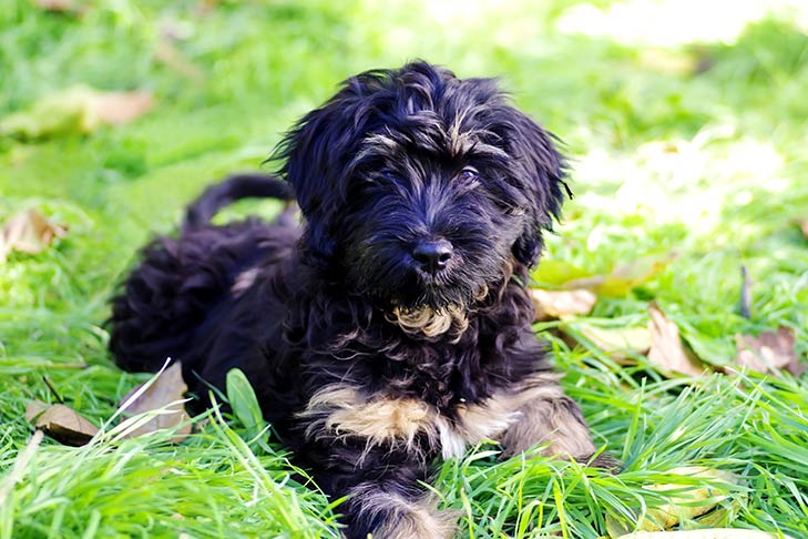Portuguese Sheepdog Dog Breed Information - American Kennel Club