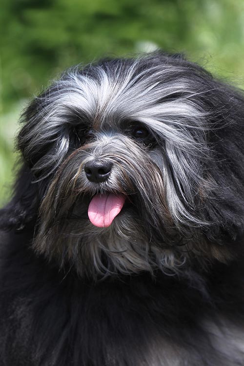 Löwchen Dog Breed Information