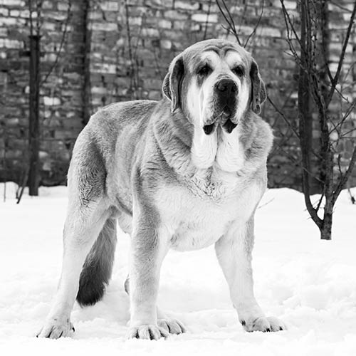 Spanish Mastiff Dog Breed Information - American Kennel Club