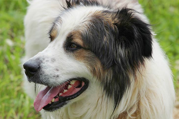 Tornjak Dog Breed Information - American Kennel Club