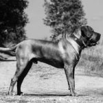 Tosa Dog Breed Information - American Kennel Club