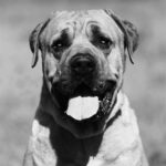 Tosa Dog Breed Information - American Kennel Club