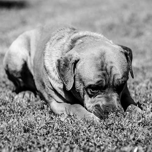 Tosa Dog Breed Information - American Kennel Club