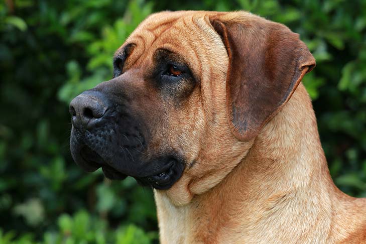 Tosa Dog Breed Information - American Kennel Club