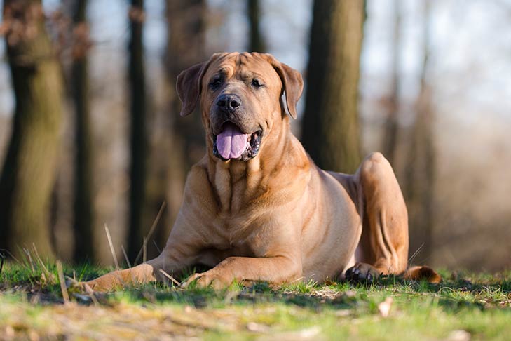 Tosa Dog Breed Information - American Kennel Club