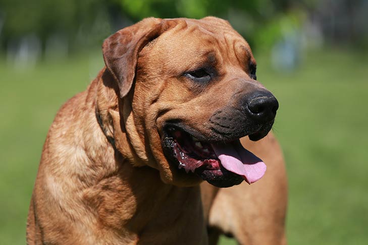 Tosa Dog Breed Information - American Kennel Club