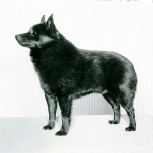 Schipperke Dog Breed Information