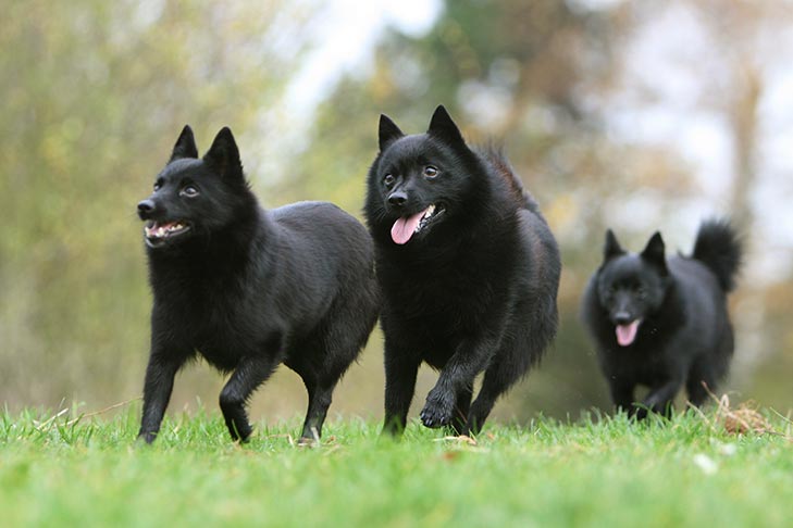 Schipperke Dog Breed Information