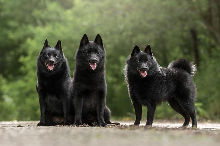 Schipperke Dog Breed Information