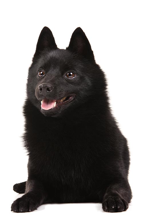 Schipperke Dog Breed Information