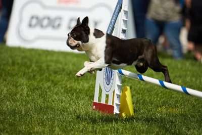 7 Fun Facts About Boston Terriers – American Kennel Club