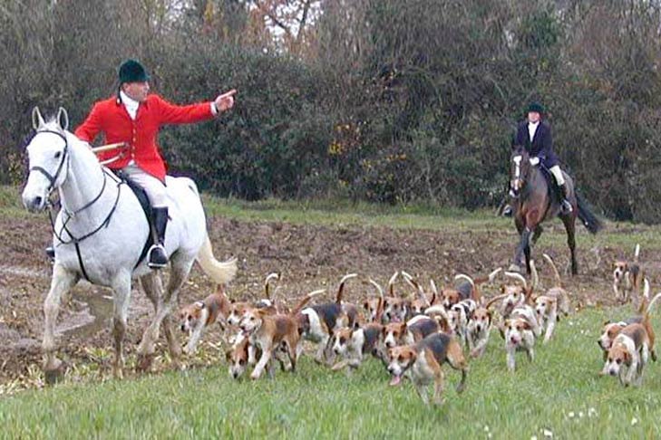 Harrier Dog Breed Information