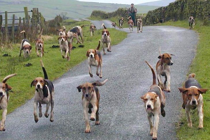 Harrier Dog Breed Information