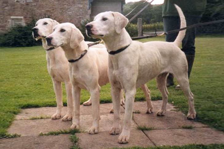 Harrier Dog Breed Information