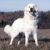 Slovensky Cuvac Dog Breed Information - American Kennel Club