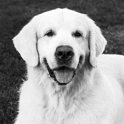 Slovensky Cuvac Dog Breed Information - American Kennel Club