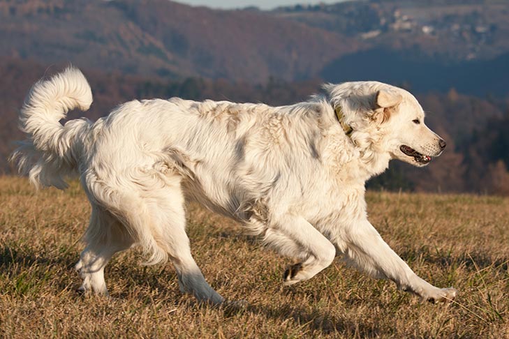 Slovensky Cuvac Dog Breed Information - American Kennel Club