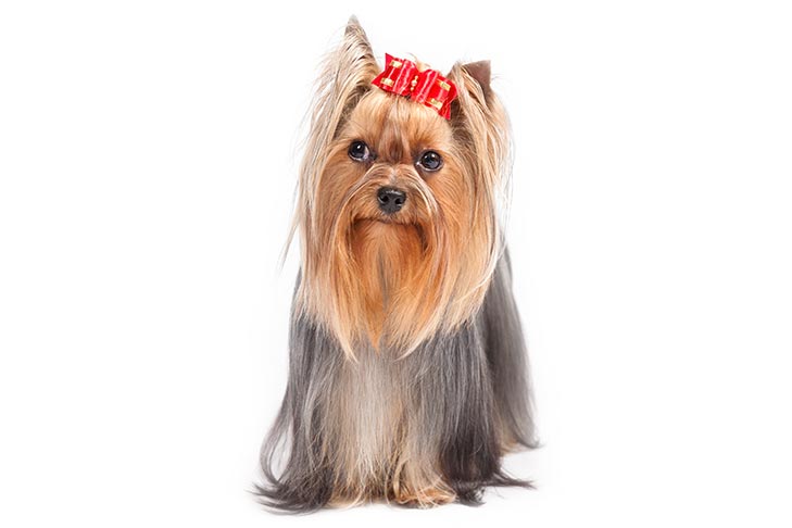 Yorkshire Terrier (Yorkie) Dog Breed Information