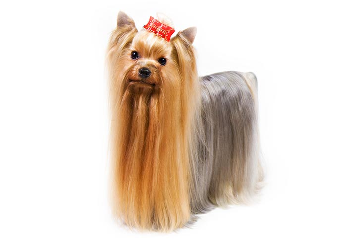 Yorkshire Terrier (Yorkie) Dog Breed Information
